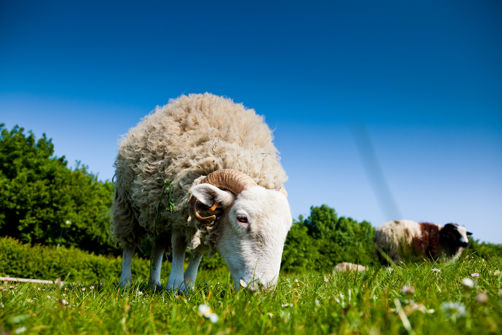 8 Reasons Why the World Needs Solar Sheep - Secure Solar Futures